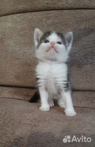 Кошка