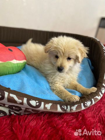 Ищет дом щенок мелкой Собачки Долли