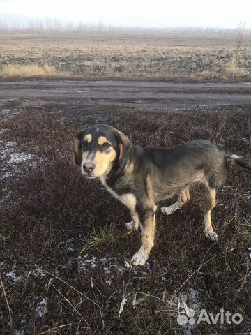 Отдам в хорошие руки собаку