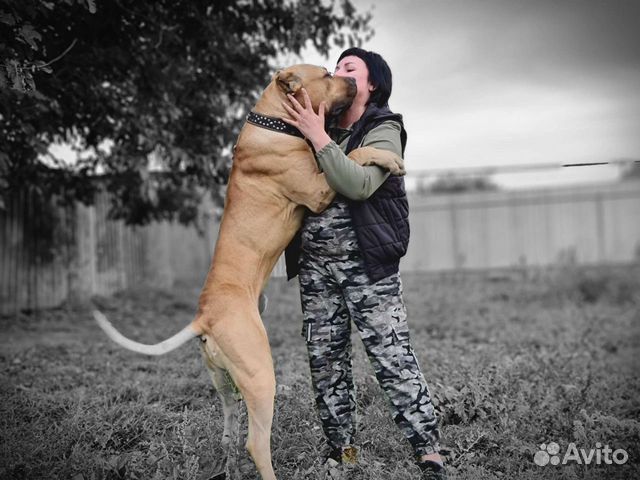 Собаки щенки