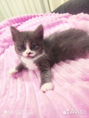 Котята 1.5 месяца ручные и ласковые