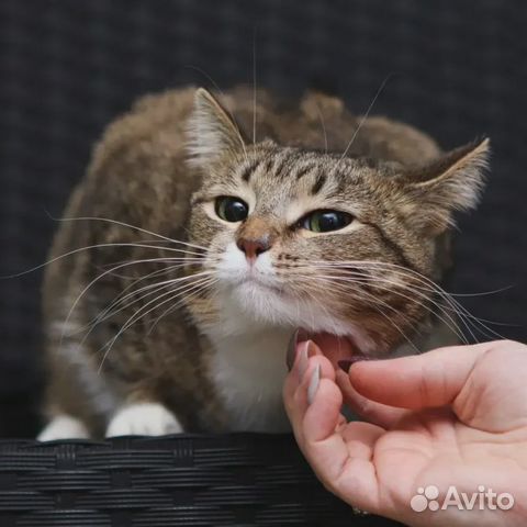 Кошка Мэгги в добрые руки