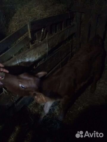 Две телочки