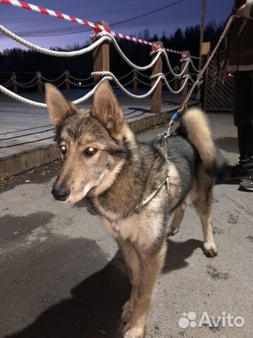 Лайка