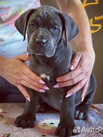 Шикарные щенки кане корсо