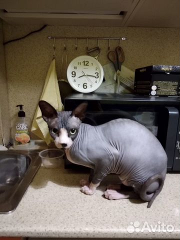 Канадский сфинкс