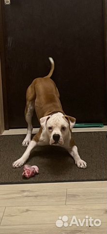 Чистокровный Амстафф ищет девочку на вязку