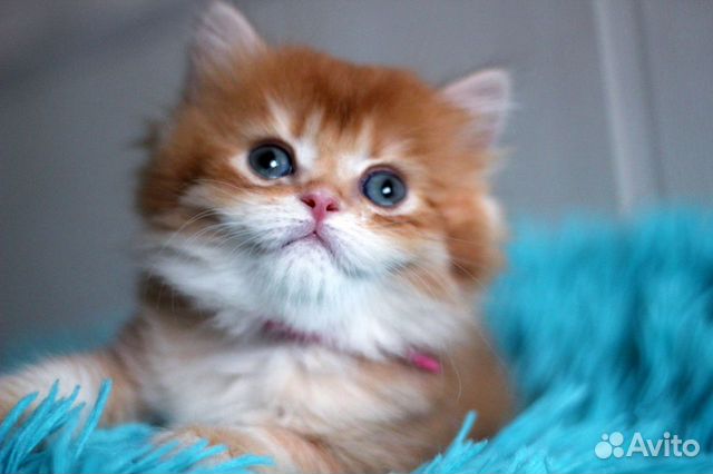 Длинношерстная британская красавица Шармэль ny12