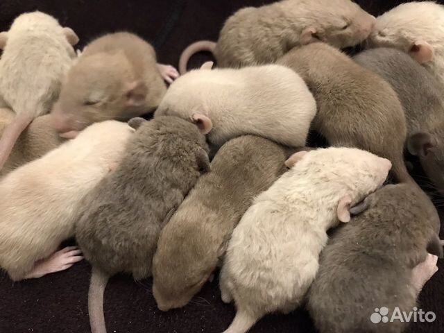 Крысята дамбо вельветины и стандарт