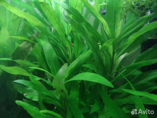 Лимонник узколистный