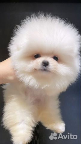 Шпиц померанки две