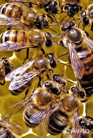 Пчелопакеты карпатка