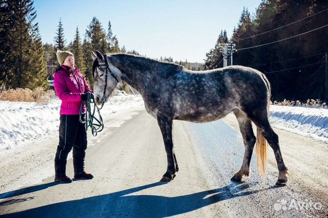 Орлово карачаевская кобыла