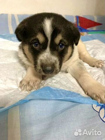 Щенята (щенки, собаки) мальчики и девочки, 1,5 мес