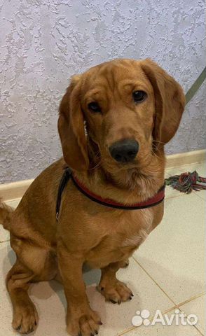 Метис Бигль и Спаниель