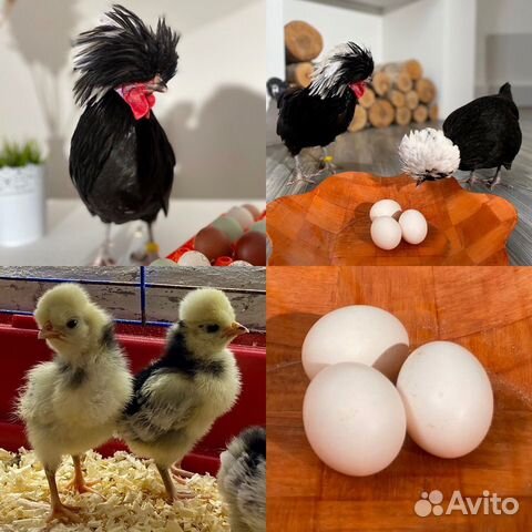 Голландская белохохлая