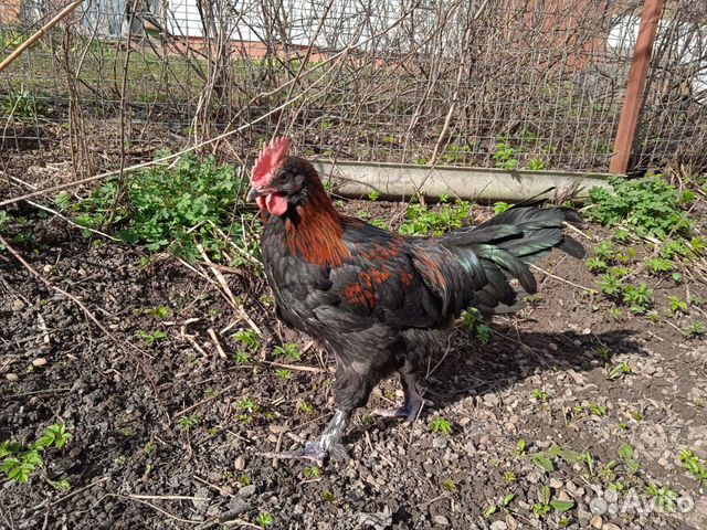 Петух Маран чёрно-медный