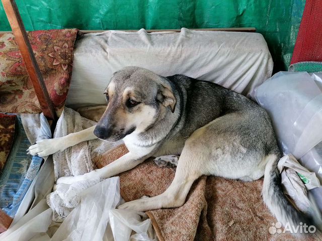 Собака в добрые руки отдам бесплатно