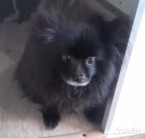 Померанский шпиц Изюм в дар