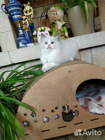 Котёнок рэгдолл