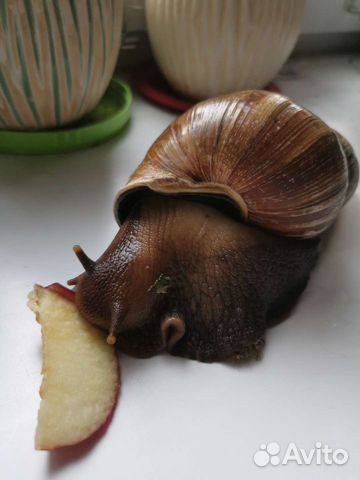 Улитки ахатины бесплатно