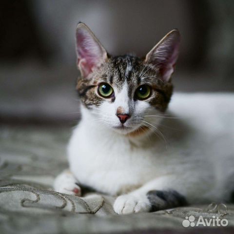 Кошечка вынуждена жить в темном шкафу