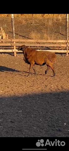 Гисарские баран