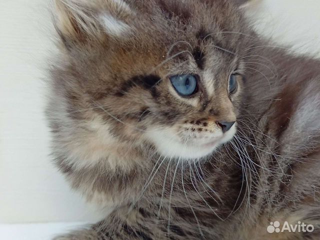 Котик Манчкин генетта длиннолапик