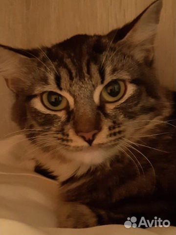 Кошка в добрые руки