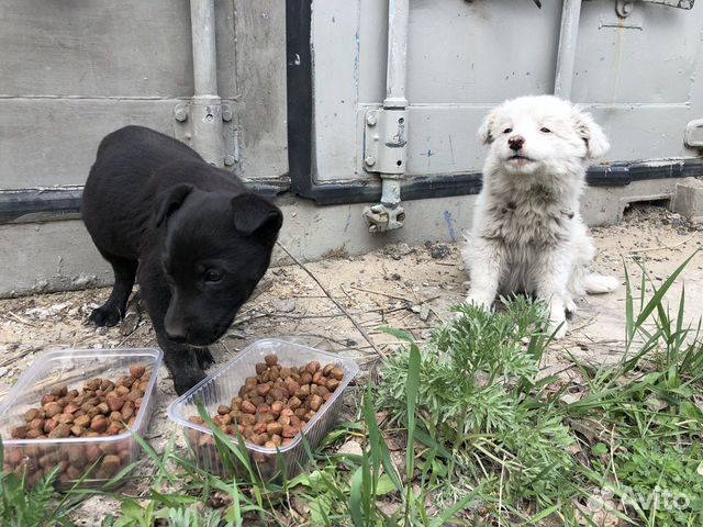 Щенки бесплатно в добрые руки