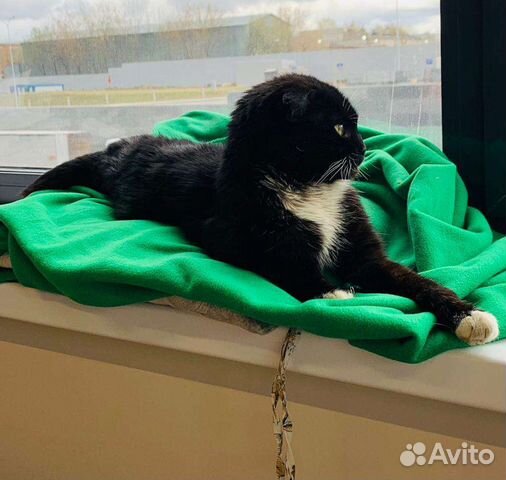 Кошечка в добрые и заботливые руки