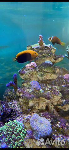 Рыба -ангел