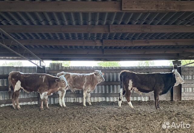 Продаются быки симменталы