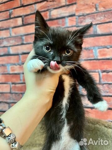 Котенок девочка Чапа 1,5 мес