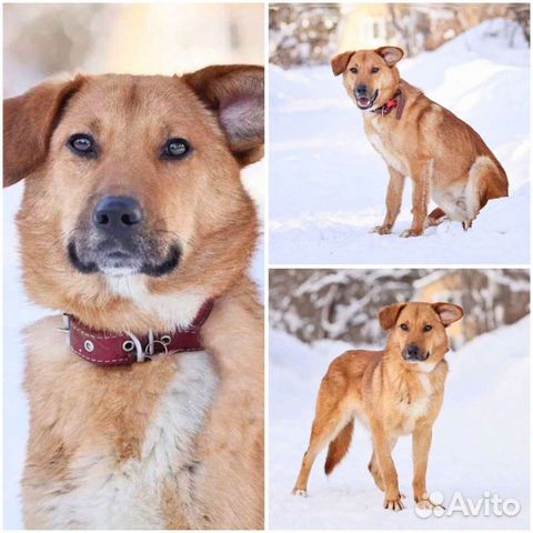 Собака, рыжик Рикки в добрые руки