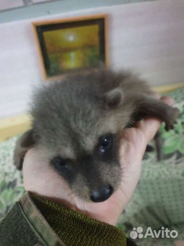 Енот полоскун