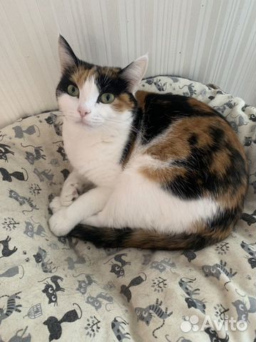 Кошка Симка