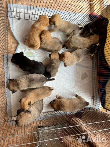 Щеночки из приюта в поисках семьи