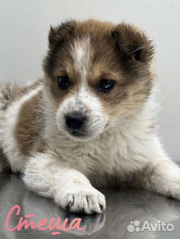 Маленький щенок ждет семью