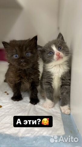 Котята в добрые руки