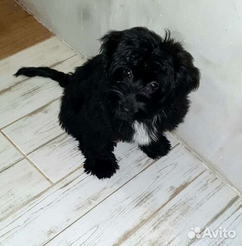 Щенок болонки