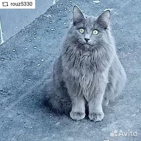 Серебристый котик-красавец живёт на улице