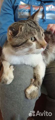 Хозяин умер, кота выставили за дверь