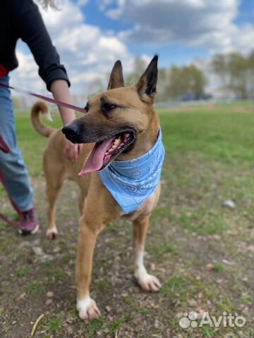 Собака Вася. Метис ищет дом