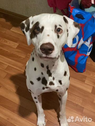Собака Долматин
