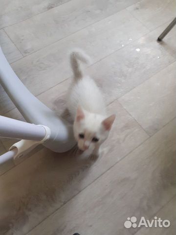 Котенок в добрые руки