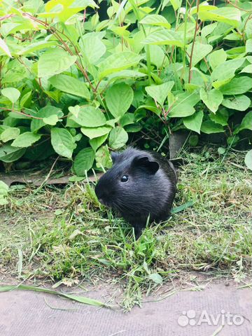 Ищем невесту