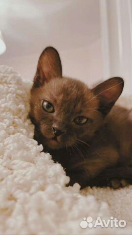 Котята Европейской Бурмы