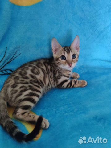 Бенгальские котята