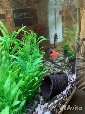 Тернеции 3 шт в добрые руки